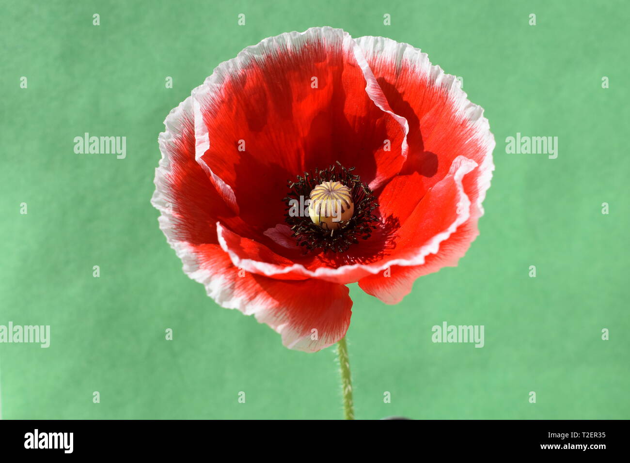 Naturewallpapers hi-res stock photography and images - Alamy