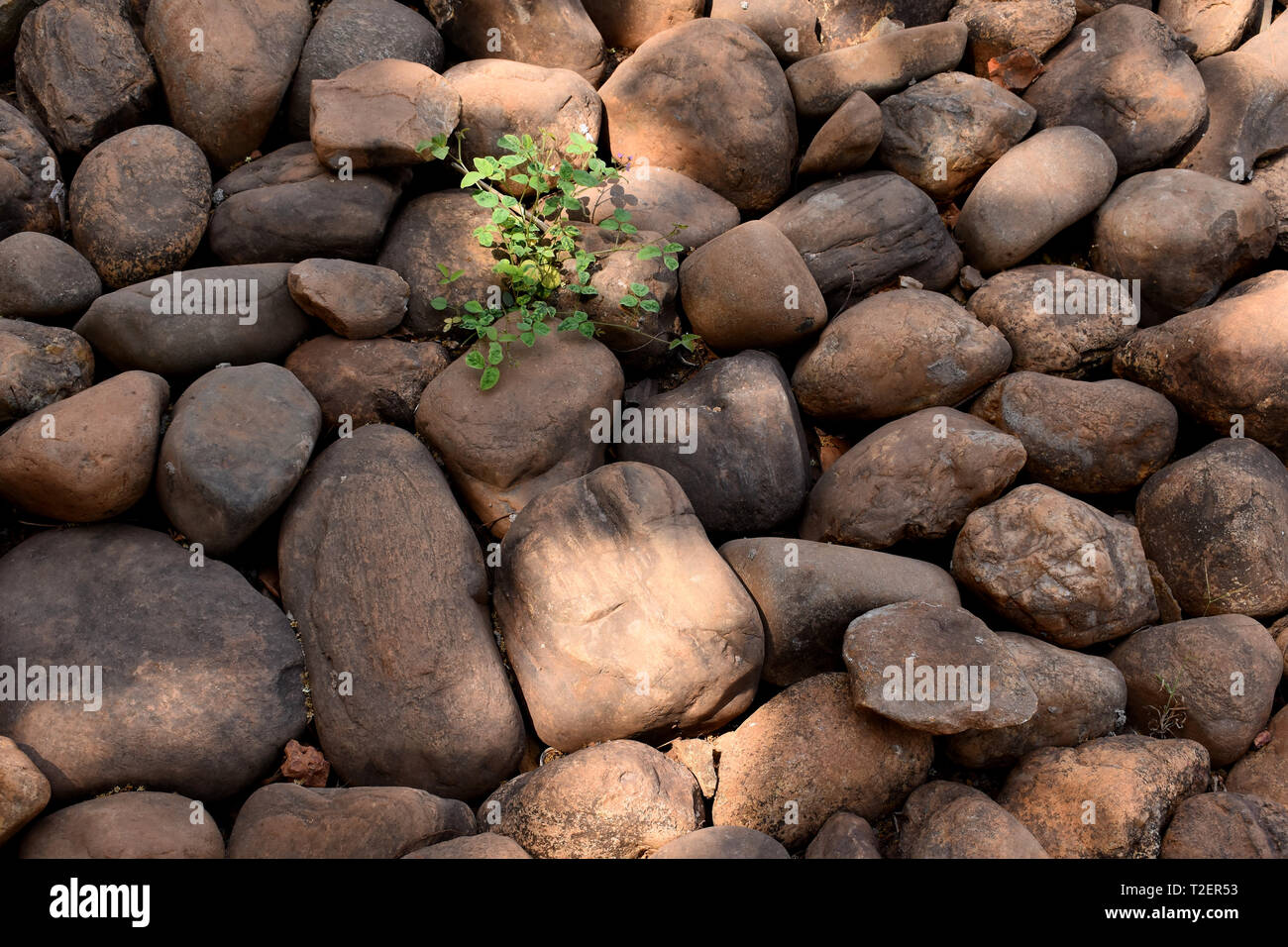 River rocks with a single plant growing amongst them Stock Photo - Alamy