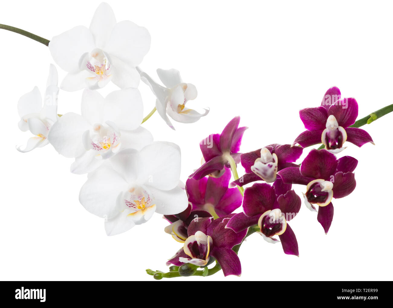 blooming twigs of dark purple and white orchid, phalaenopsis is ...