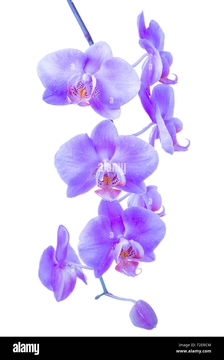 Proton purple color hi-res stock photography and images - Alamy