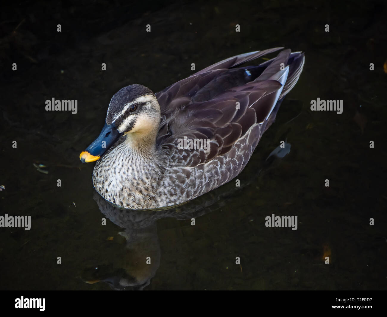 A Japanese spotbill duck sleeps while floating on the side of a ...