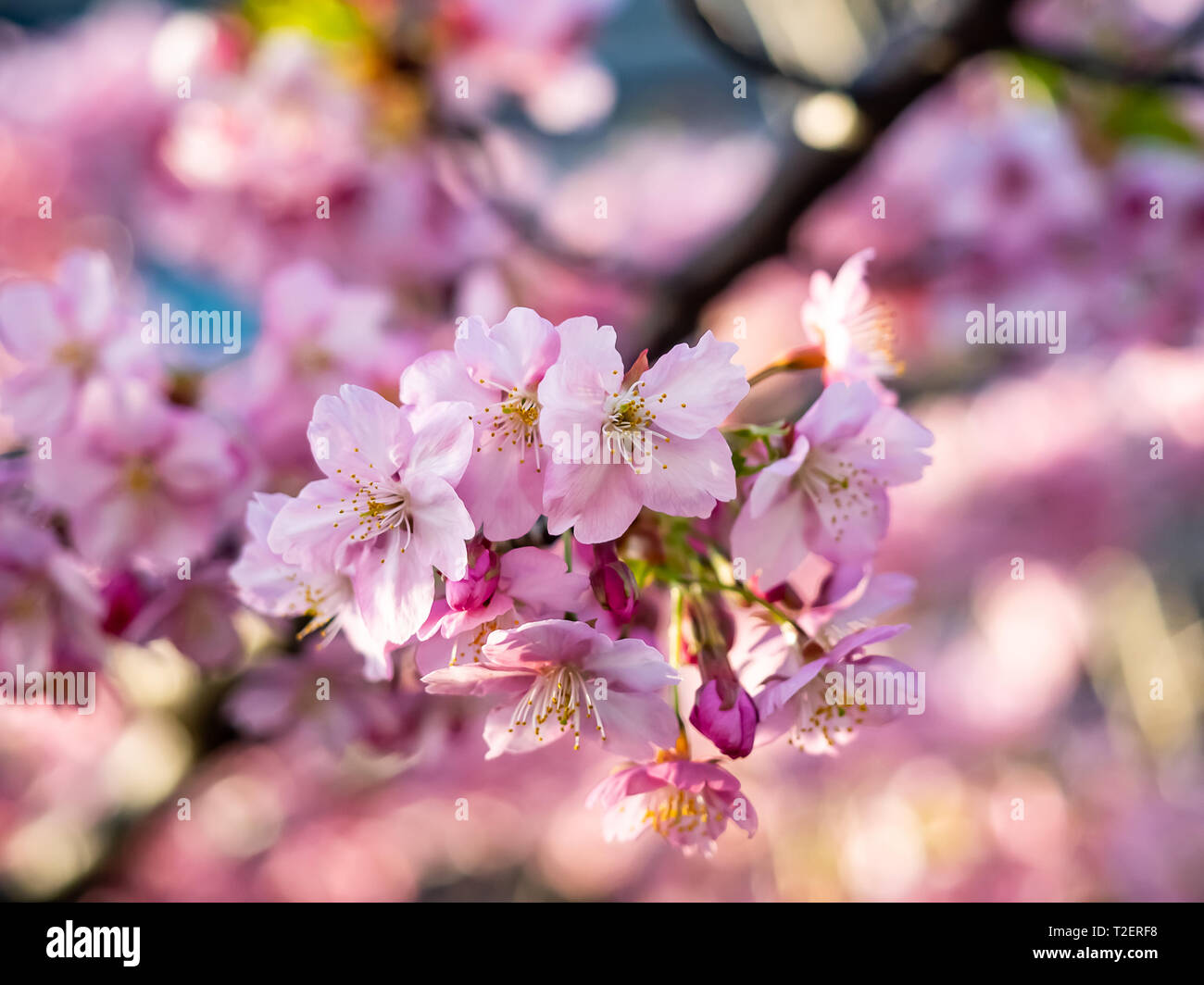 Early sakura cherry blossoms in full bloom. In Japan, these small pink ...