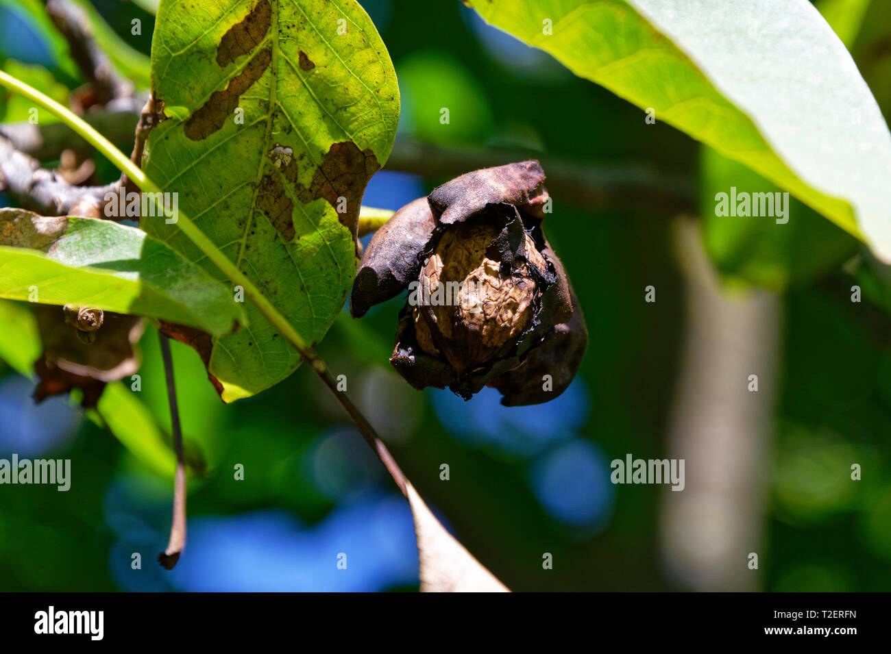 A walnut nearly ready to fall from the tree, showing it's split outer ...