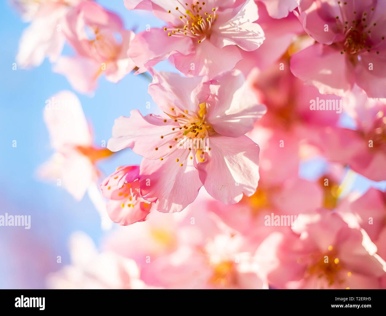 Early sakura cherry blossoms in full bloom. In Japan, these small pink ...