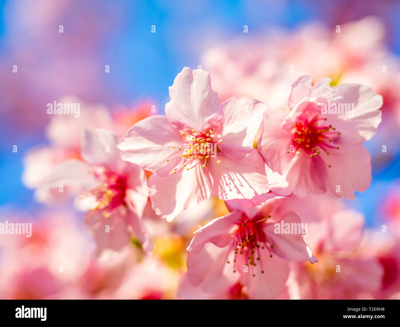Early sakura cherry blossoms in full bloom. In Japan, these small pink ...