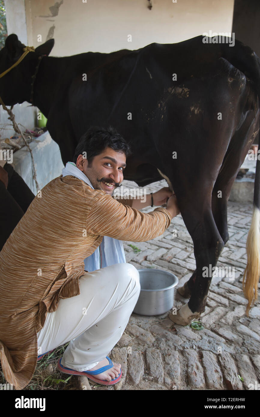 Smiling dairy farmer milking a cow in his cow shed Stock Photo - Alamy