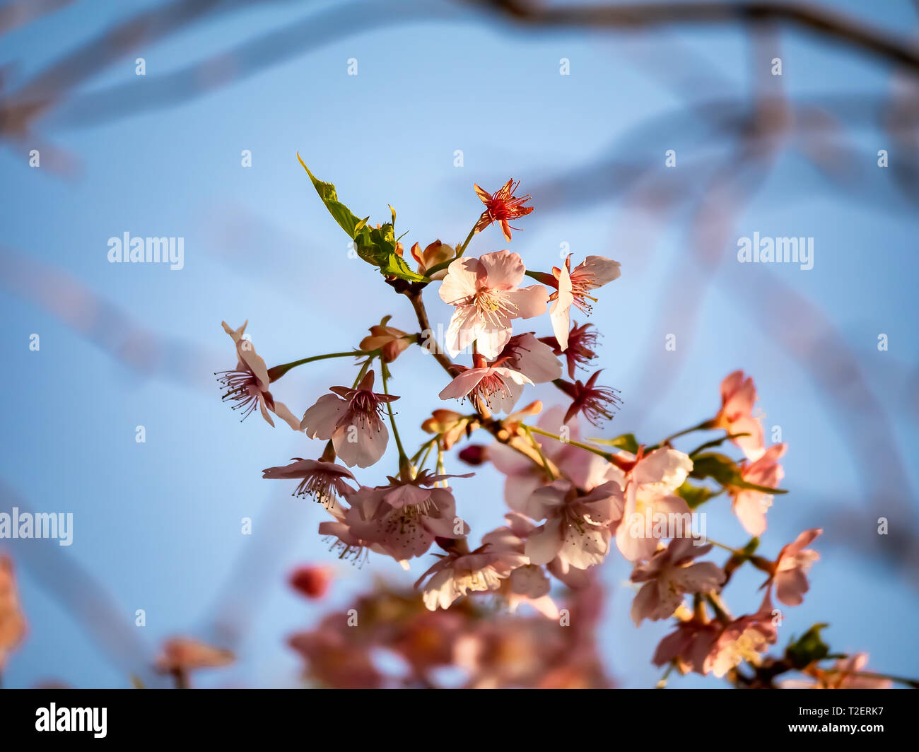 Early sakura cherry blossoms in full bloom. In Japan, these small pink ...