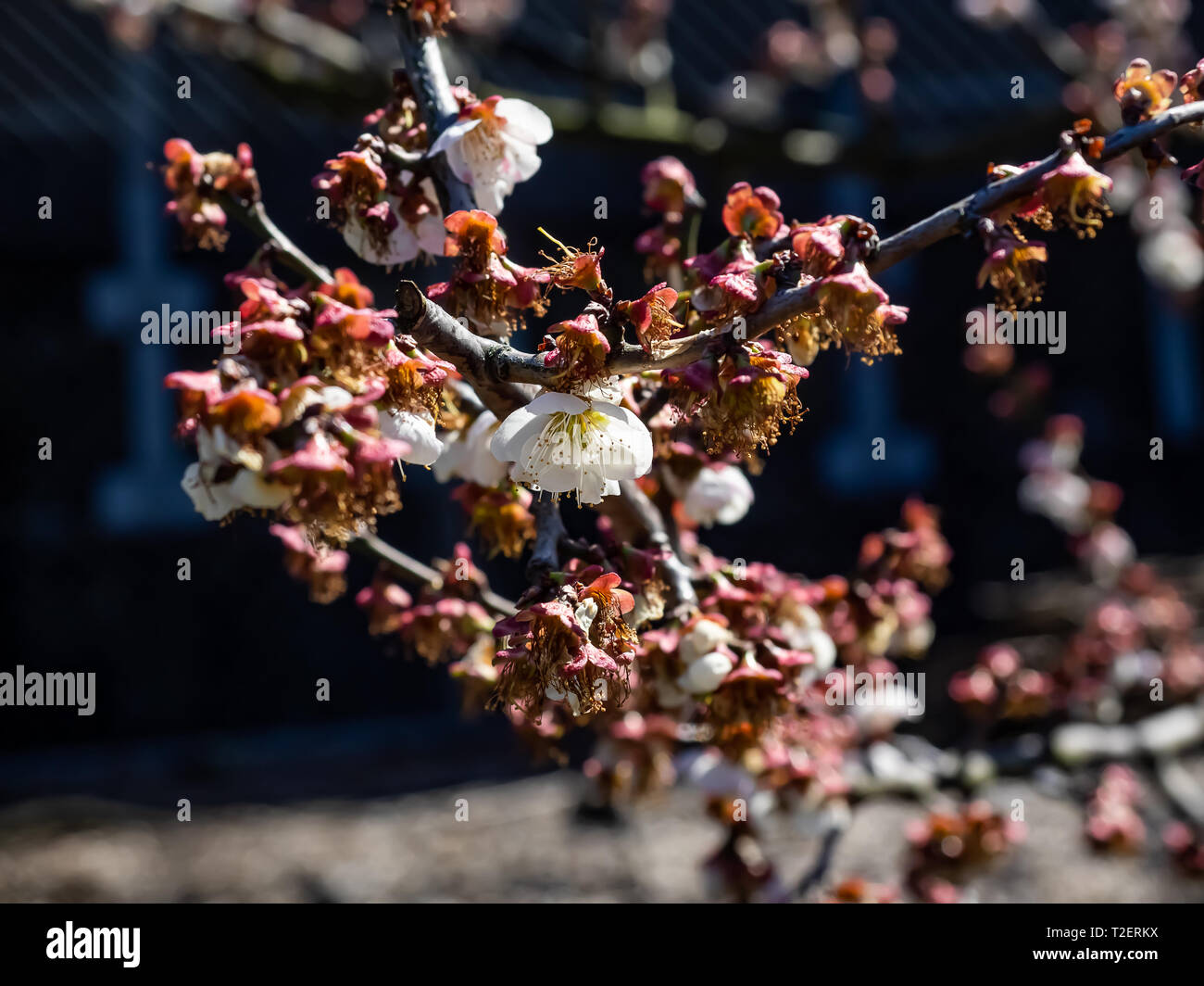 Ume flower hi-res stock photography and images - Alamy