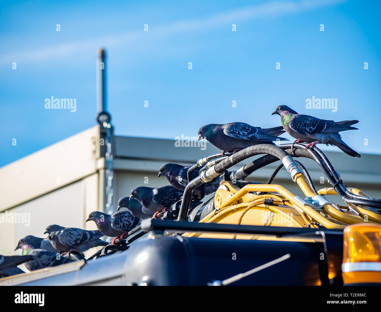 Pigeon carrier equipment hi-res stock photography and images - Alamy