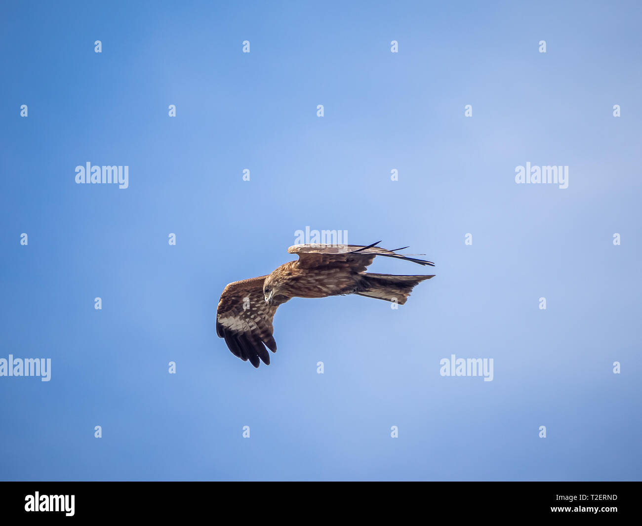 A Japanese black kite, Milvus migrans, circles over the beaches of ...