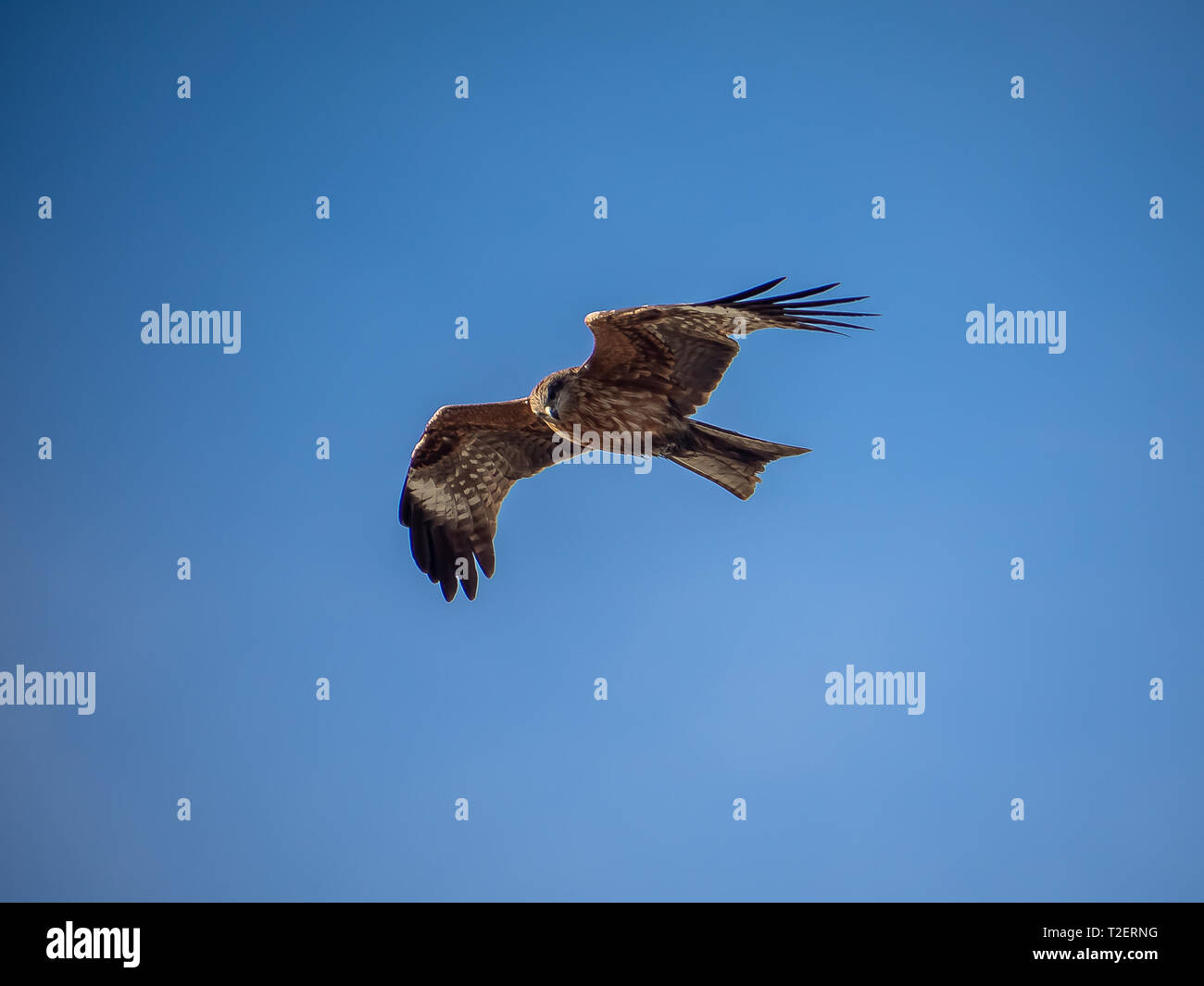 A Japanese black kite circles over the beaches of Fujisawa on the ...