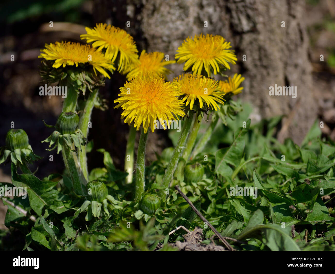Yellow common dandelion hi-res stock photography and images - Alamy