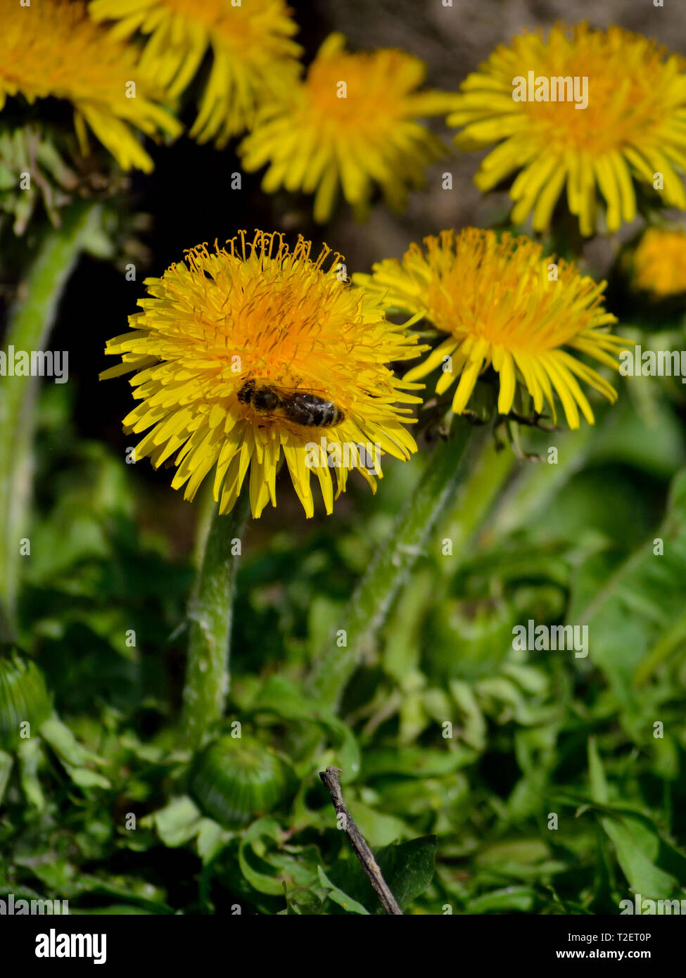 Bee pollinating dandelion Stock Photo - Alamy