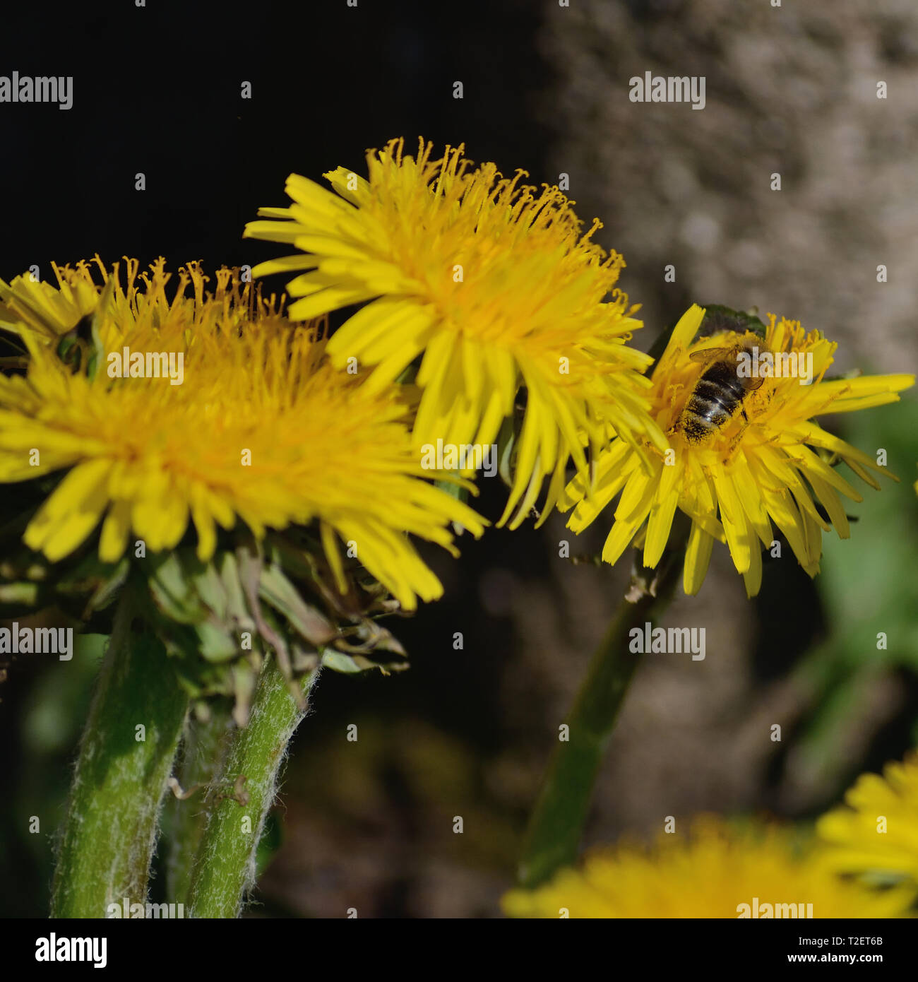 Bee pollinating dandelion Stock Photo - Alamy