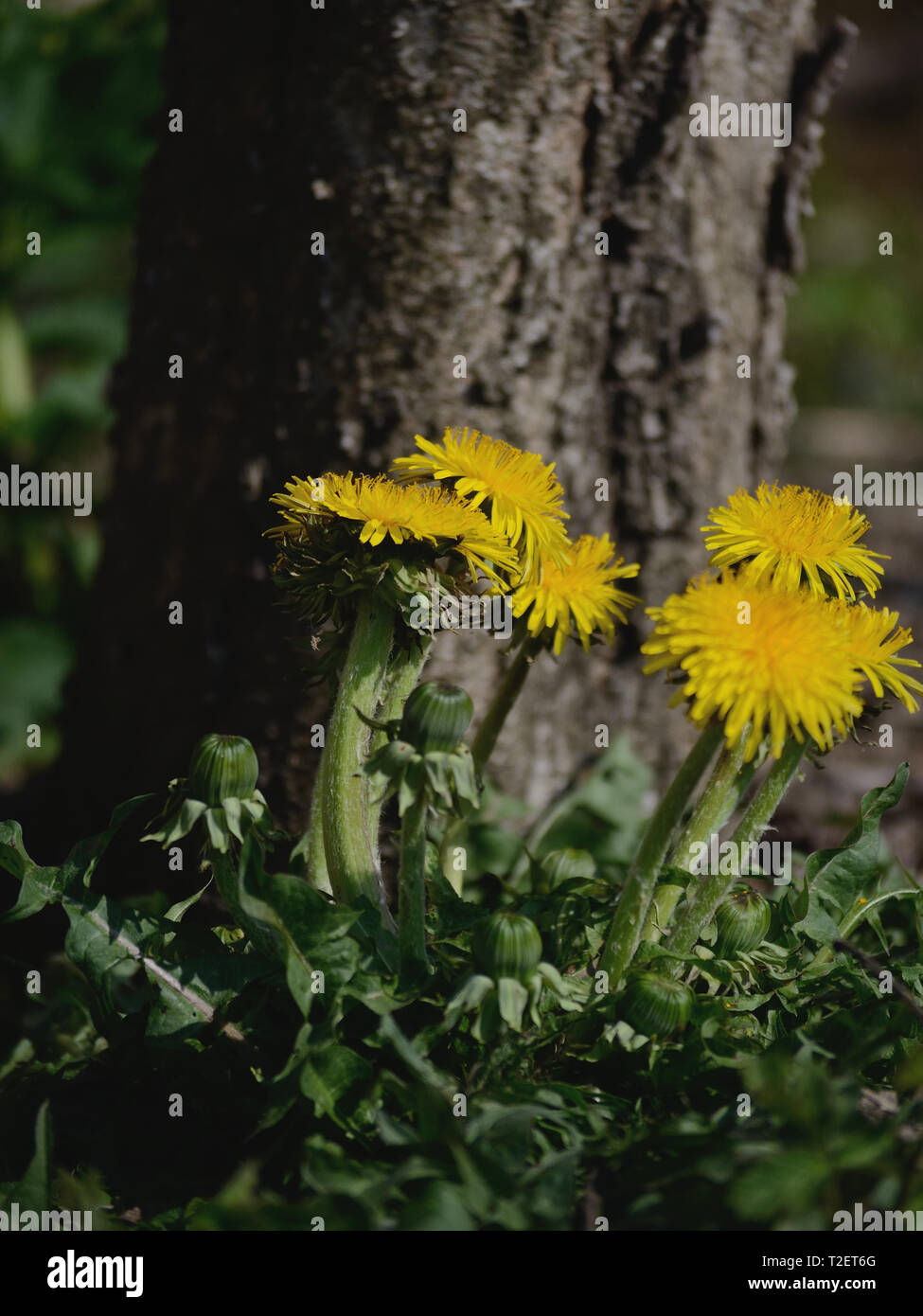 Yellow common dandelion hi-res stock photography and images - Alamy