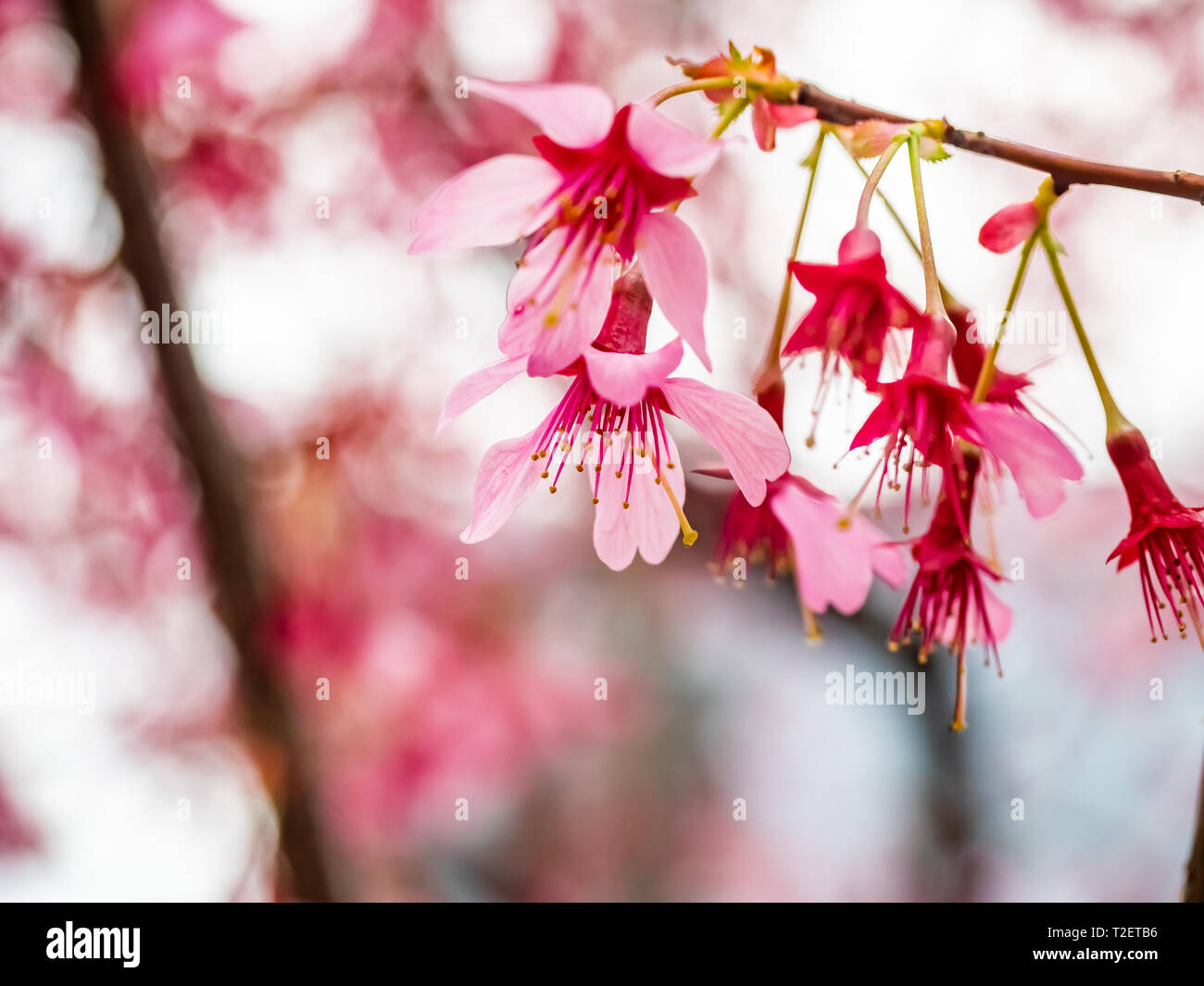 The light pink blossoms of a Japanese cherry or similar fruit tree ...