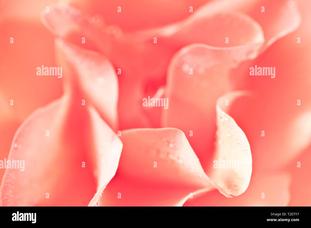 Salmon color background hi-res stock photography and images - Alamy