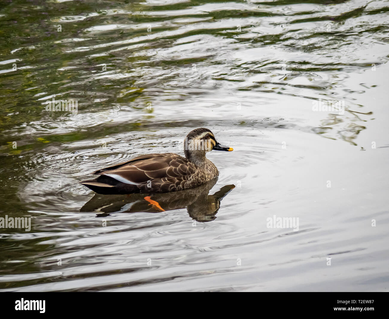 A Japanese spotbill duck sleeps while floating in a pond in Izumi ...
