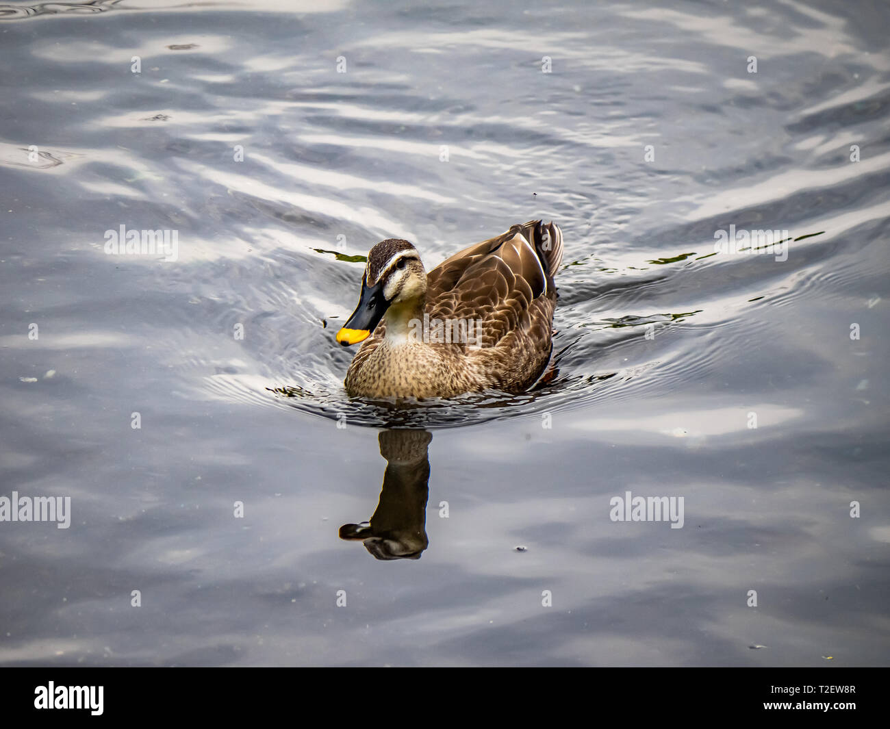 A Japanese spotbill duck sleeps while floating in a pond in Izumi ...