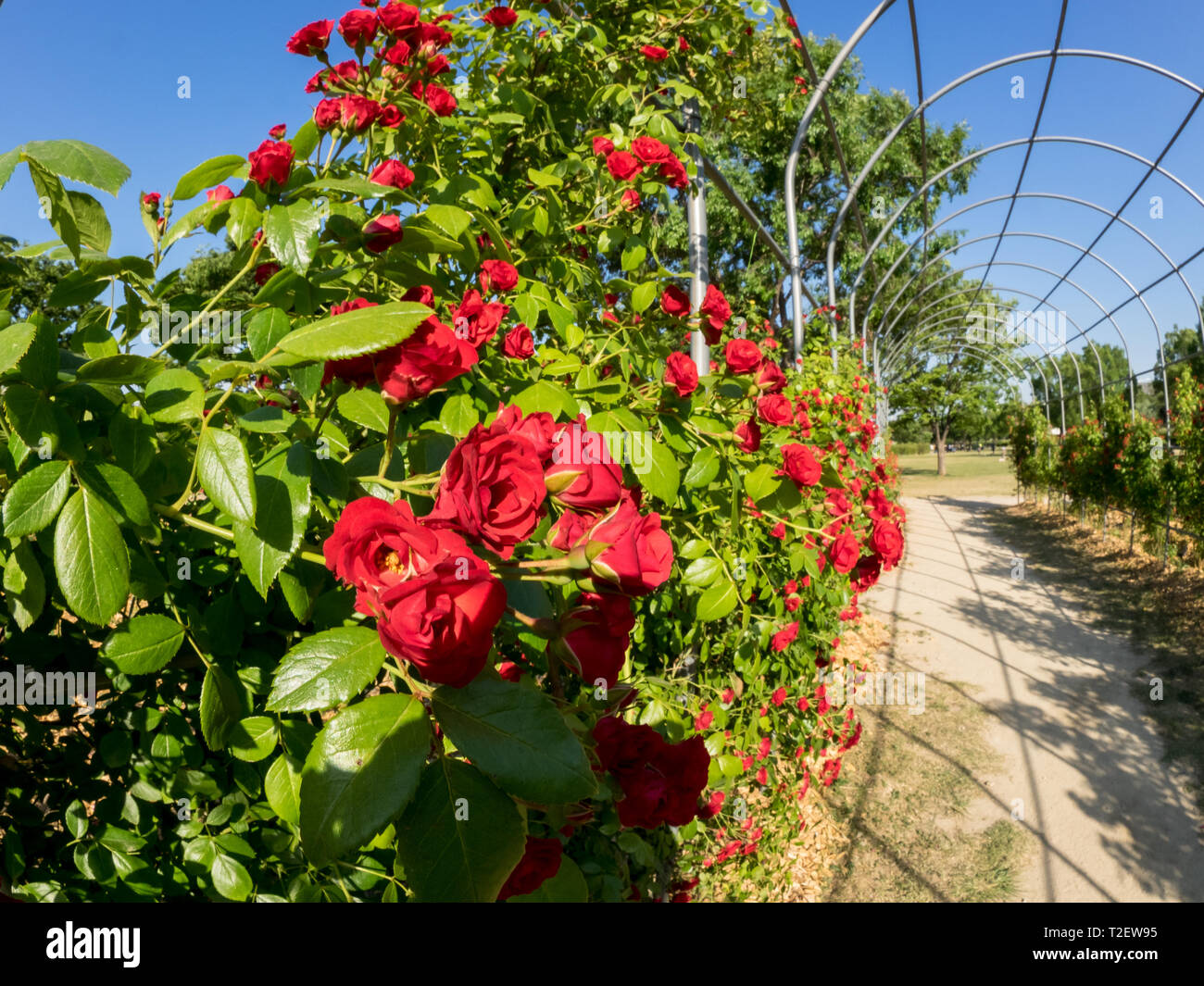 Rose arch arches hi-res stock photography and images - Alamy