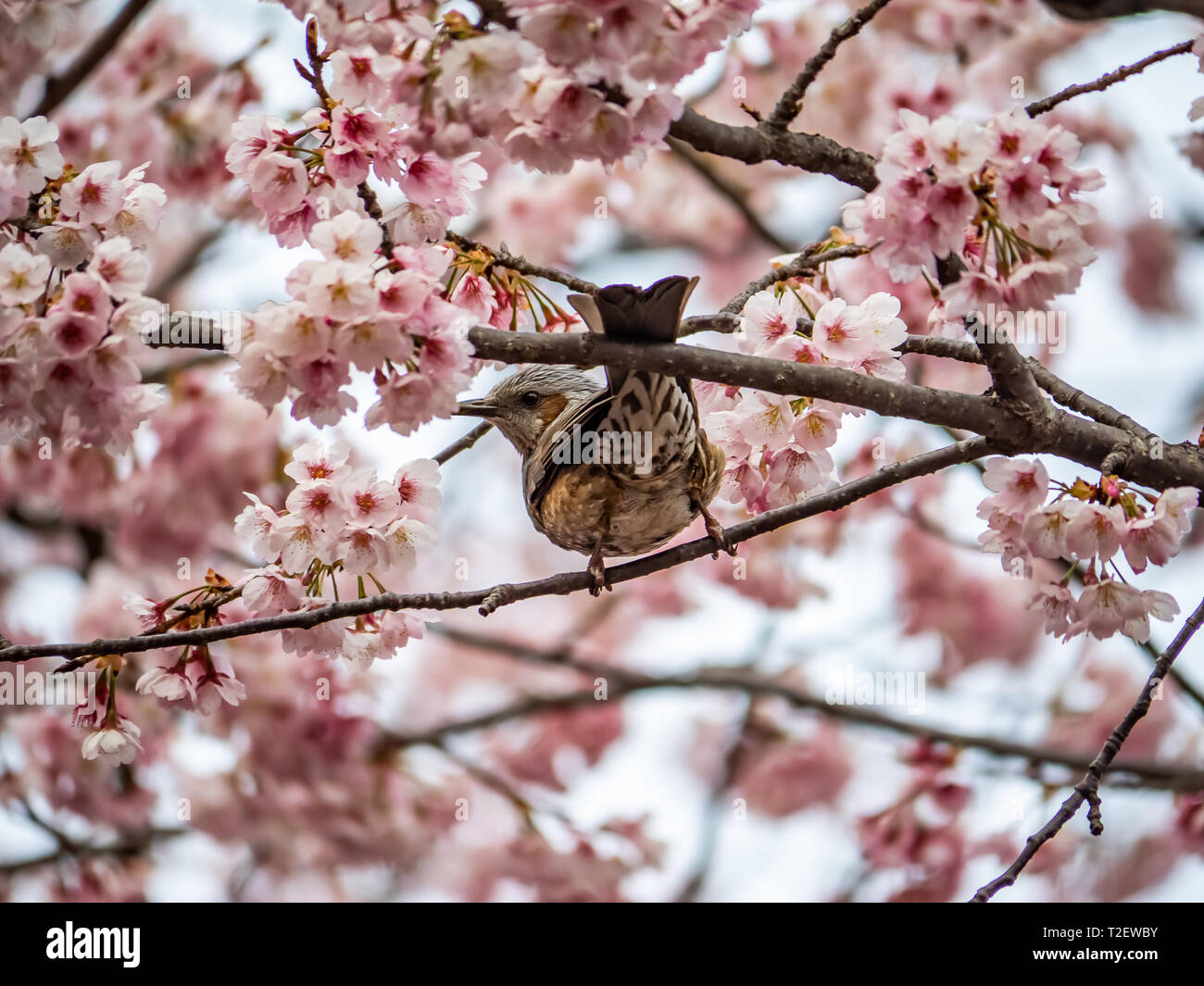 A Japanese brown-eared bulbul songbird in a sakura tree. These common ...