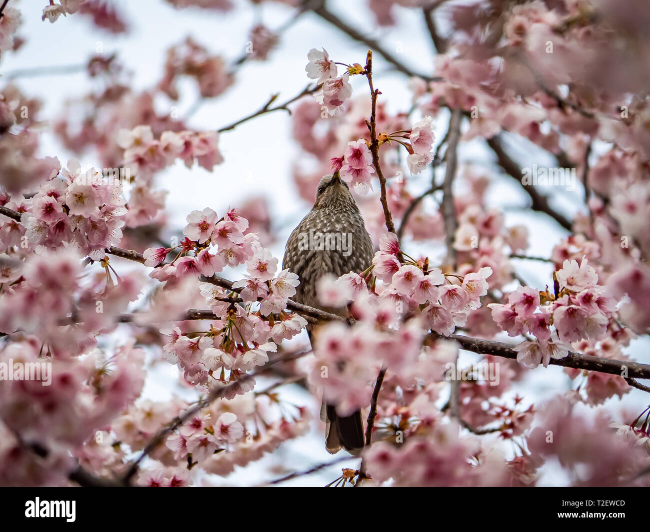 A Japanese brown-eared bulbul songbird in a sakura tree. These common ...