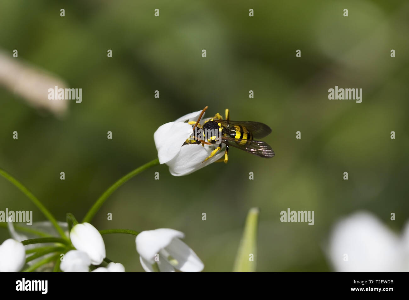 Cute wasp hi-res stock photography and images - Alamy