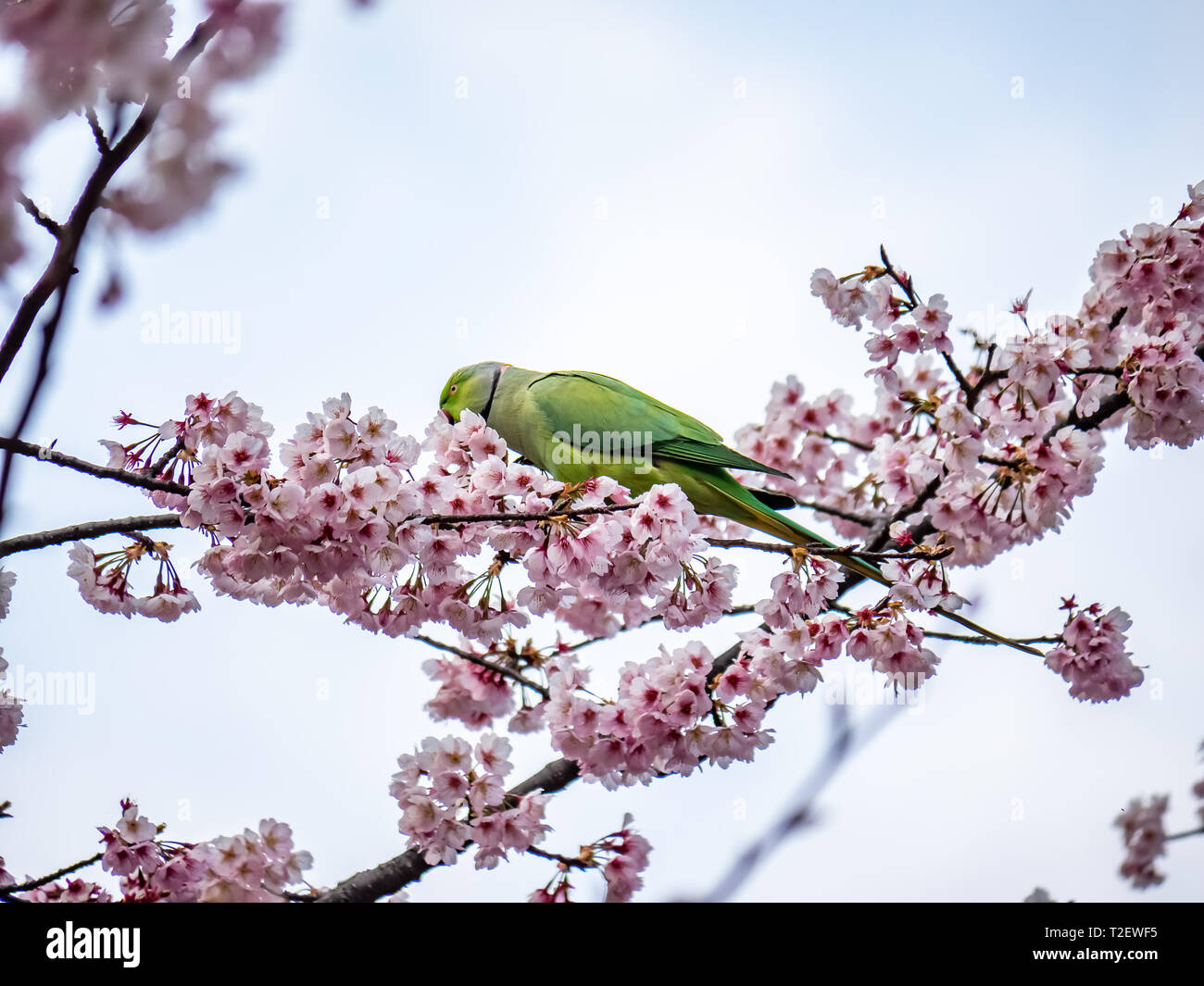 A rose ringed parakeet eats Japanese cherry blossoms, or sakura, in a ...