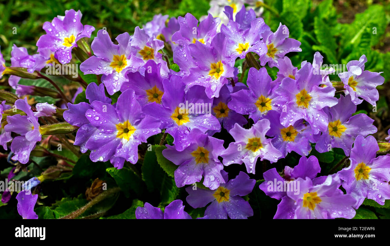 Purple caucasian primrose hi-res stock photography and images - Alamy