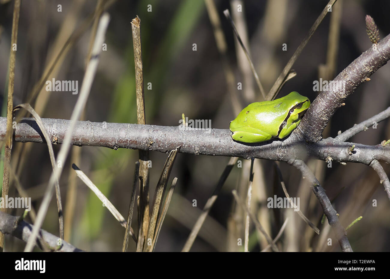 Italian frog hi-res stock photography and images - Alamy