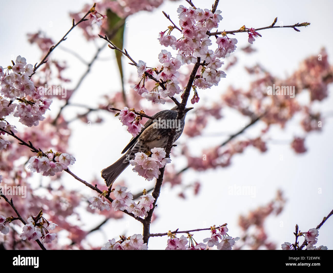 A Japanese brown-eared bulbul songbird in a sakura tree. These common ...