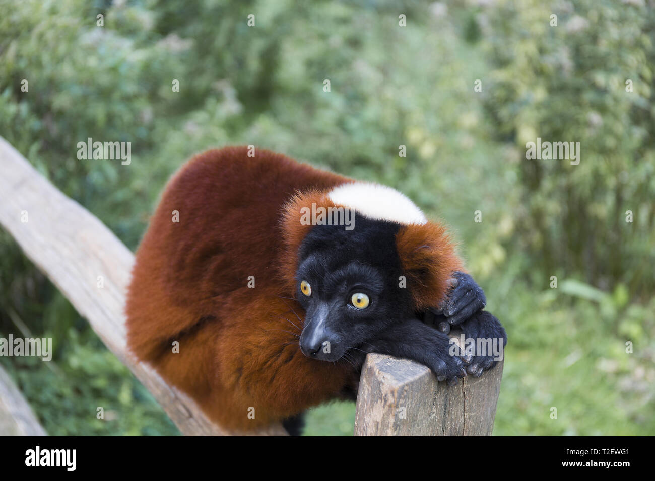The red ruffled lemur Stock Photo - Alamy