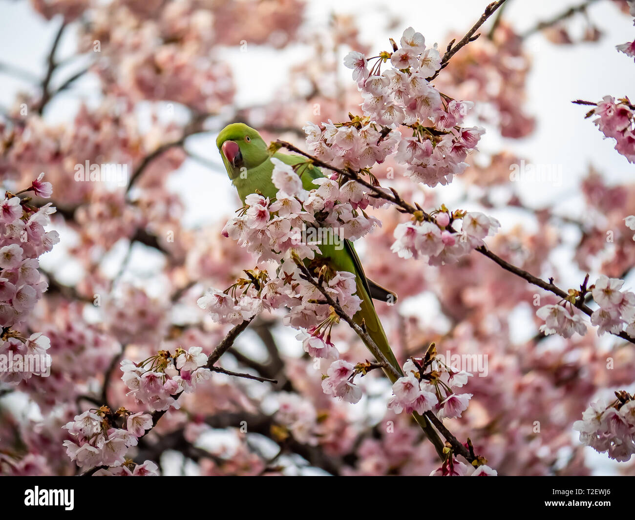 A rose ringed parakeet eats Japanese cherry blossoms, or sakura, in a ...
