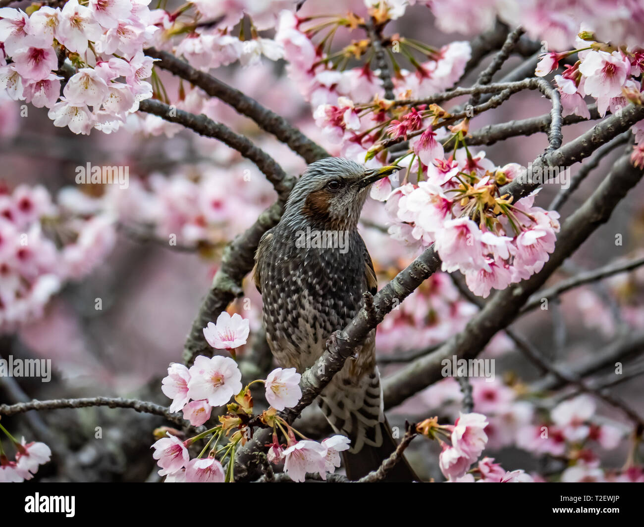 A Japanese brown-eared bulbul songbird in a sakura tree. These common ...