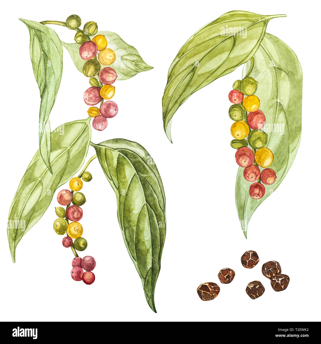 Black Pepper Plant Illustration Stock Photos & Black Pepper Plant ...