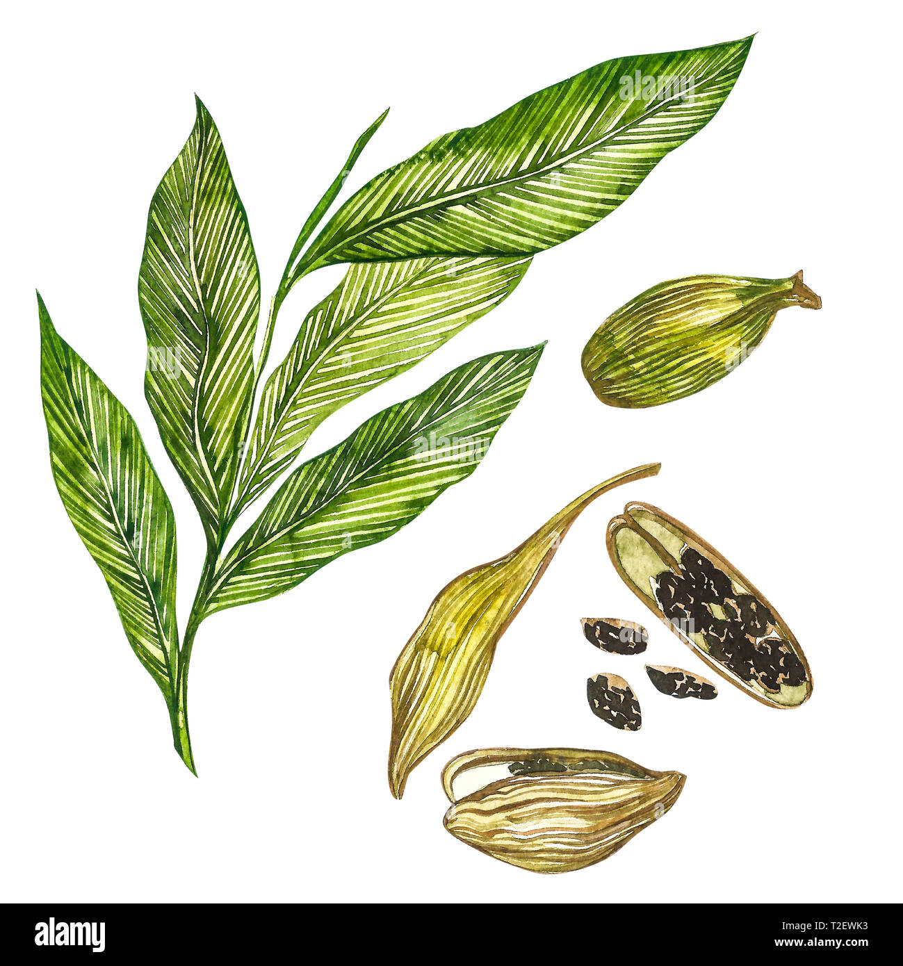 Cardamom plant hand drawn watercolor illustration of spice. Realistic ...