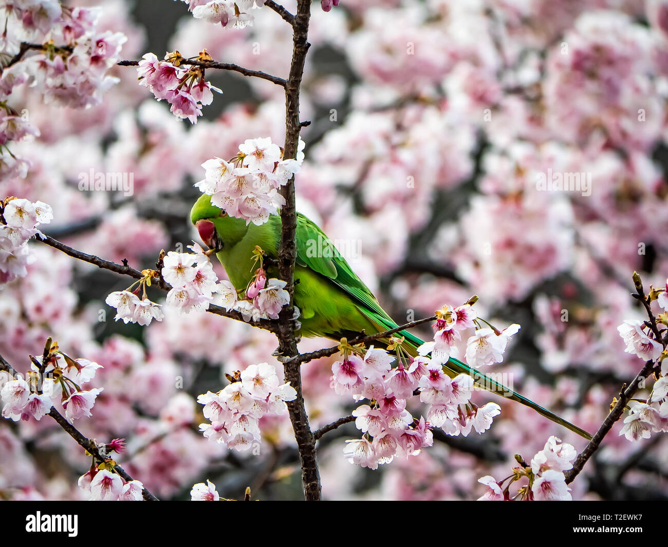A rose ringed parakeet eats Japanese cherry blossoms, or sakura, in a ...