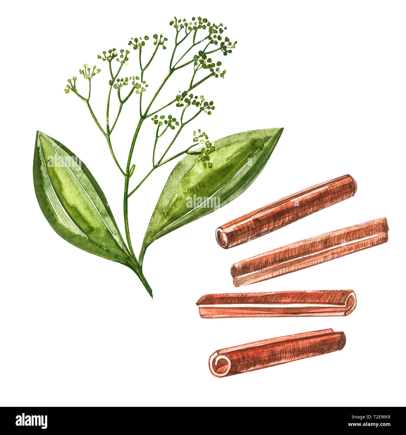 Cinnamon Plant Drawing