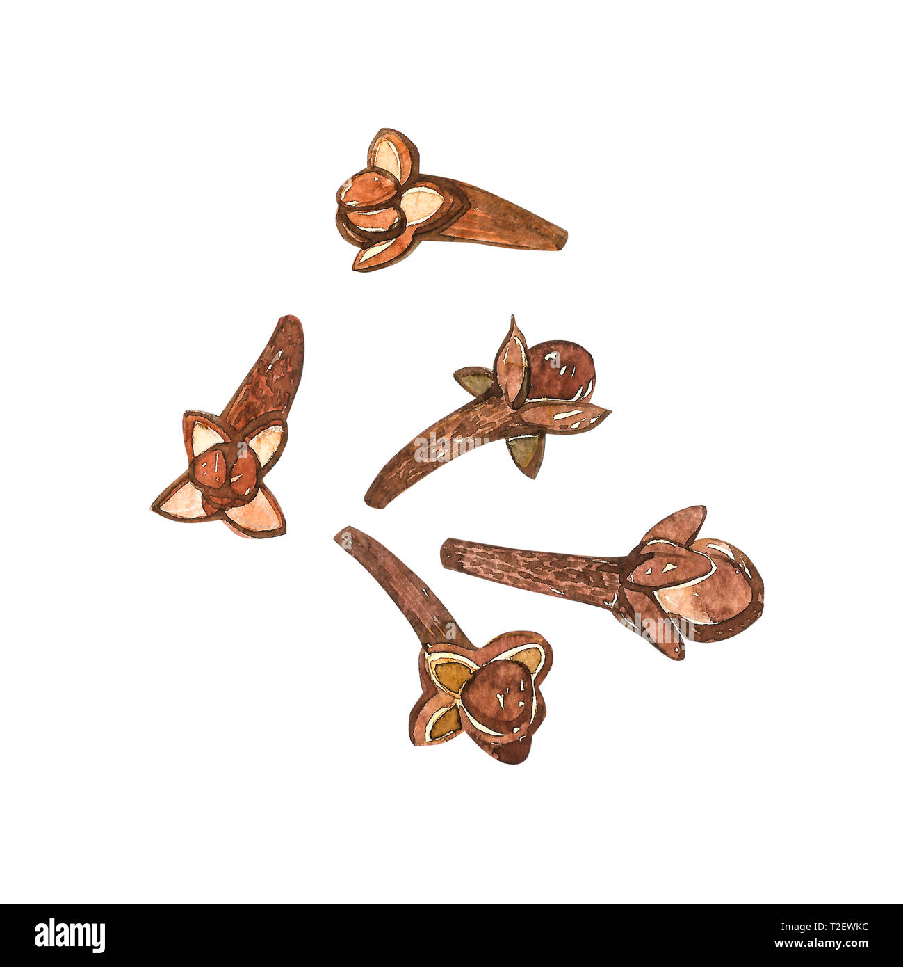 Dried Cloves botanical illustration of flowers and leaves. Collection ...