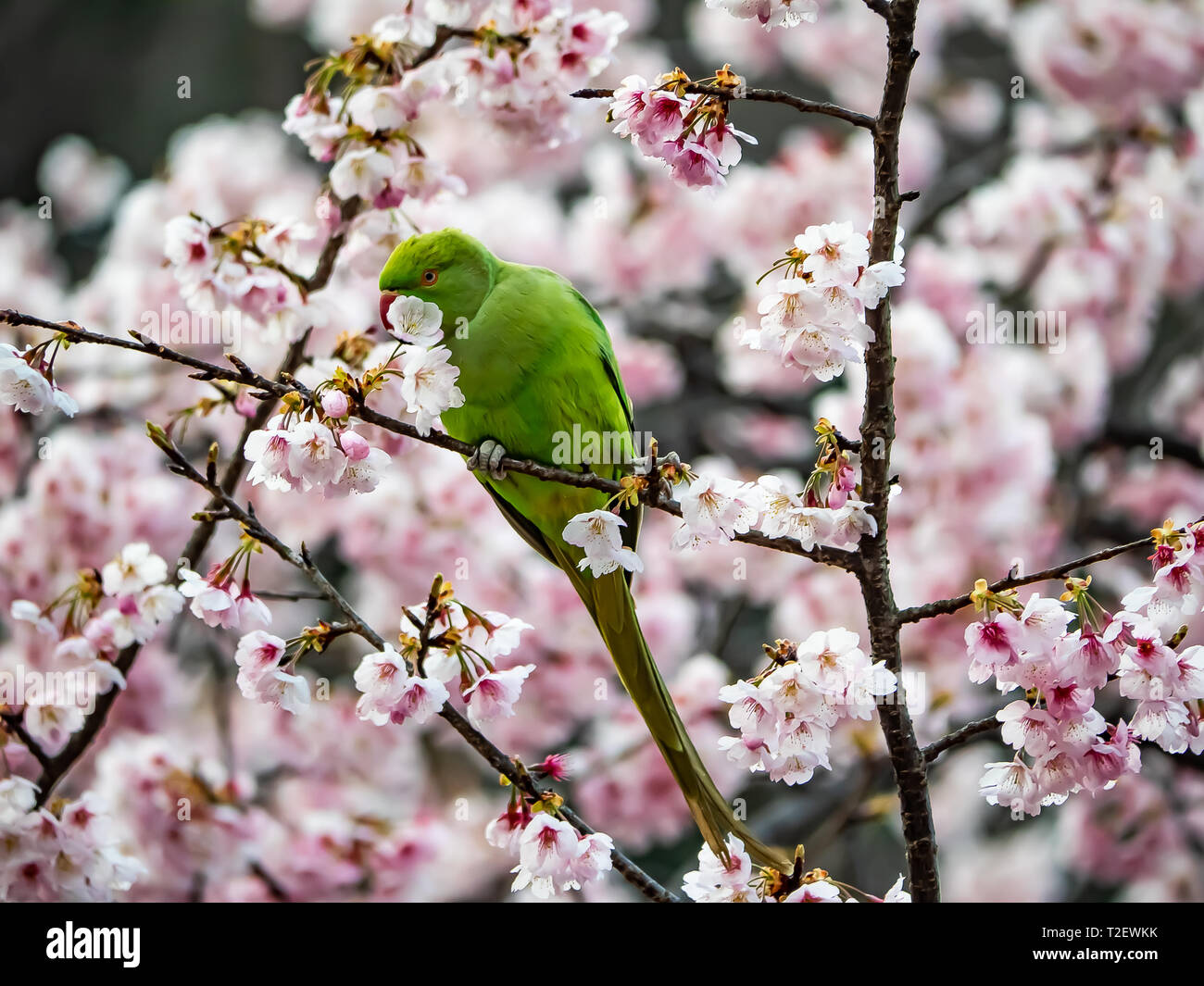A rose ringed parakeet eats Japanese cherry blossoms, or sakura, in a ...