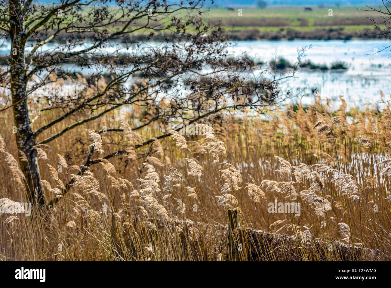 English nature reserve hi-res stock photography and images - Alamy