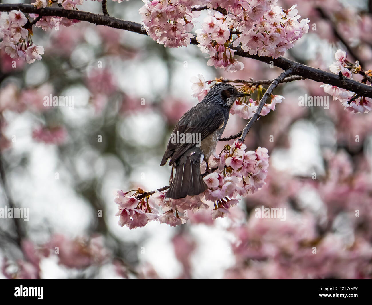 A Japanese brown-eared bulbul songbird in a sakura tree. These common ...