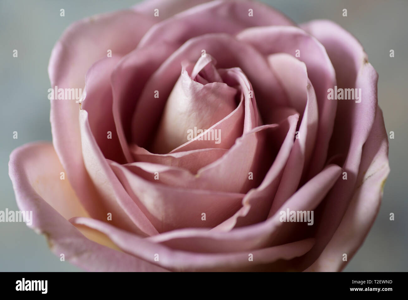 Amnesia Rose High Resolution Stock Photography and Images - Alamy