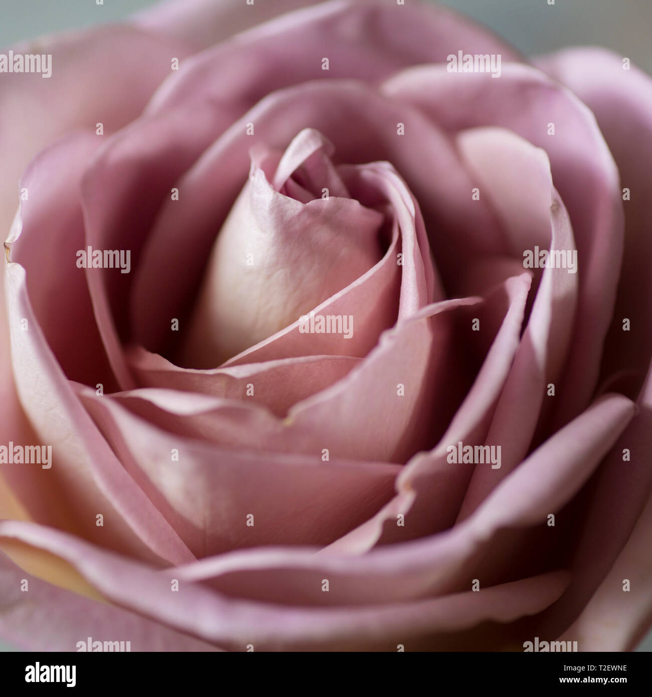 Dusky pink rose hi-res stock photography and images - Alamy