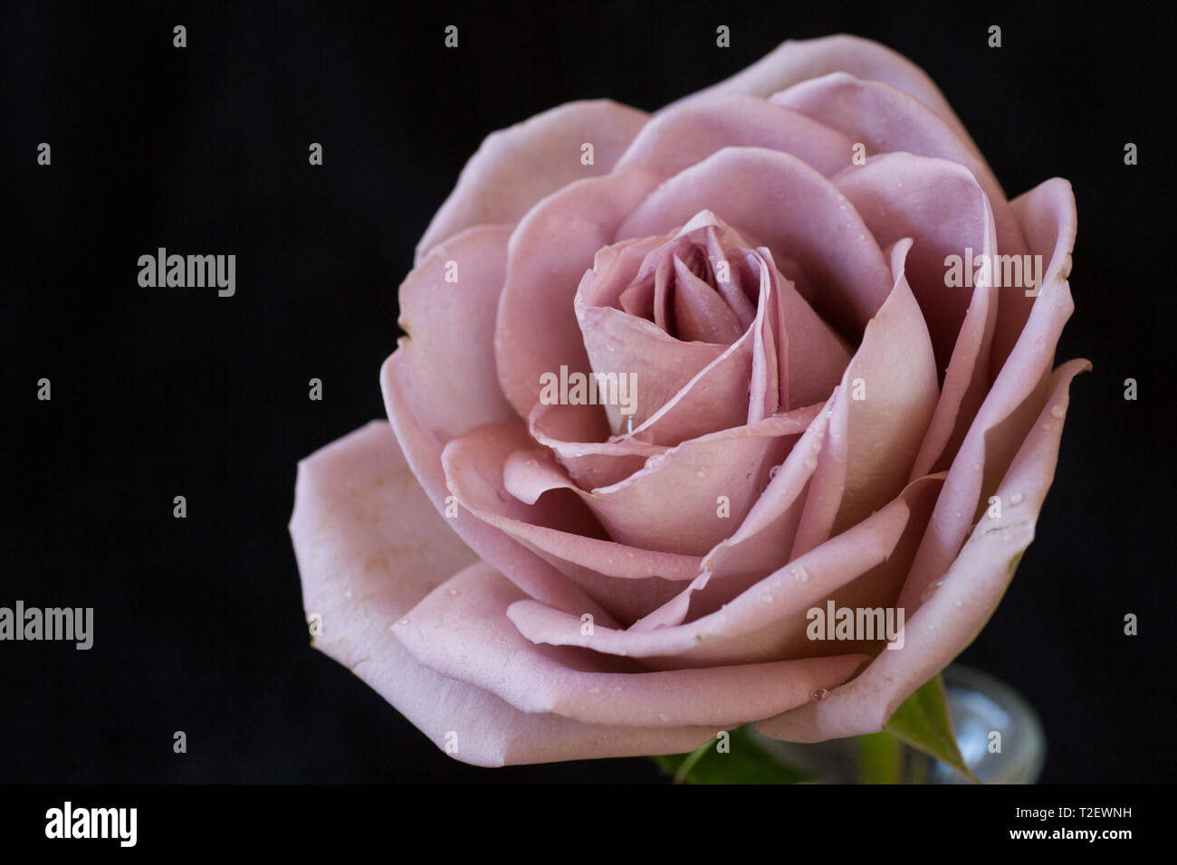 Amnesia Rose High Resolution Stock Photography and Images - Alamy