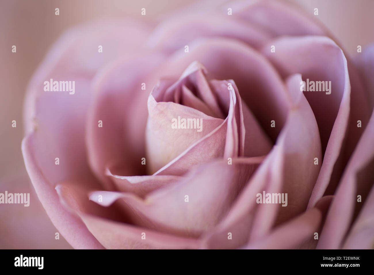 Dusky rose pink flowers hi-res stock photography and images - Alamy