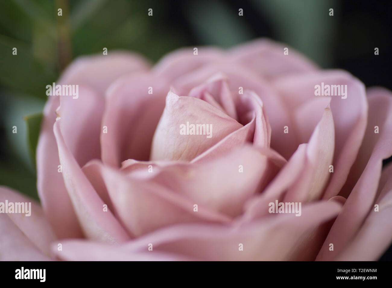 Amnesia Rose High Resolution Stock Photography and Images - Alamy