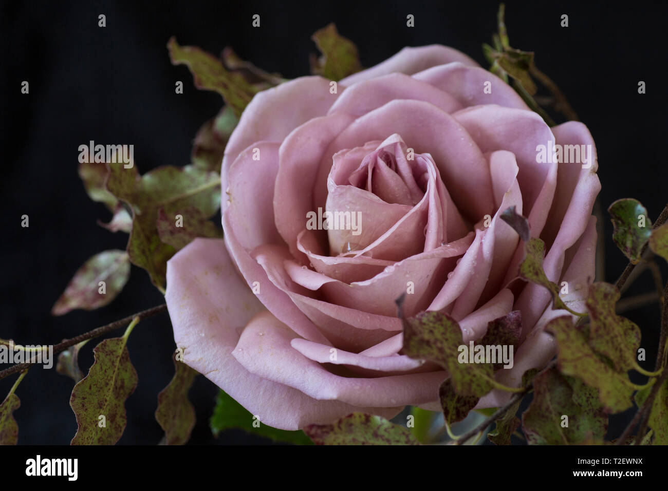 Dusky Pink Stock Photos & Dusky Pink Stock Images - Alamy