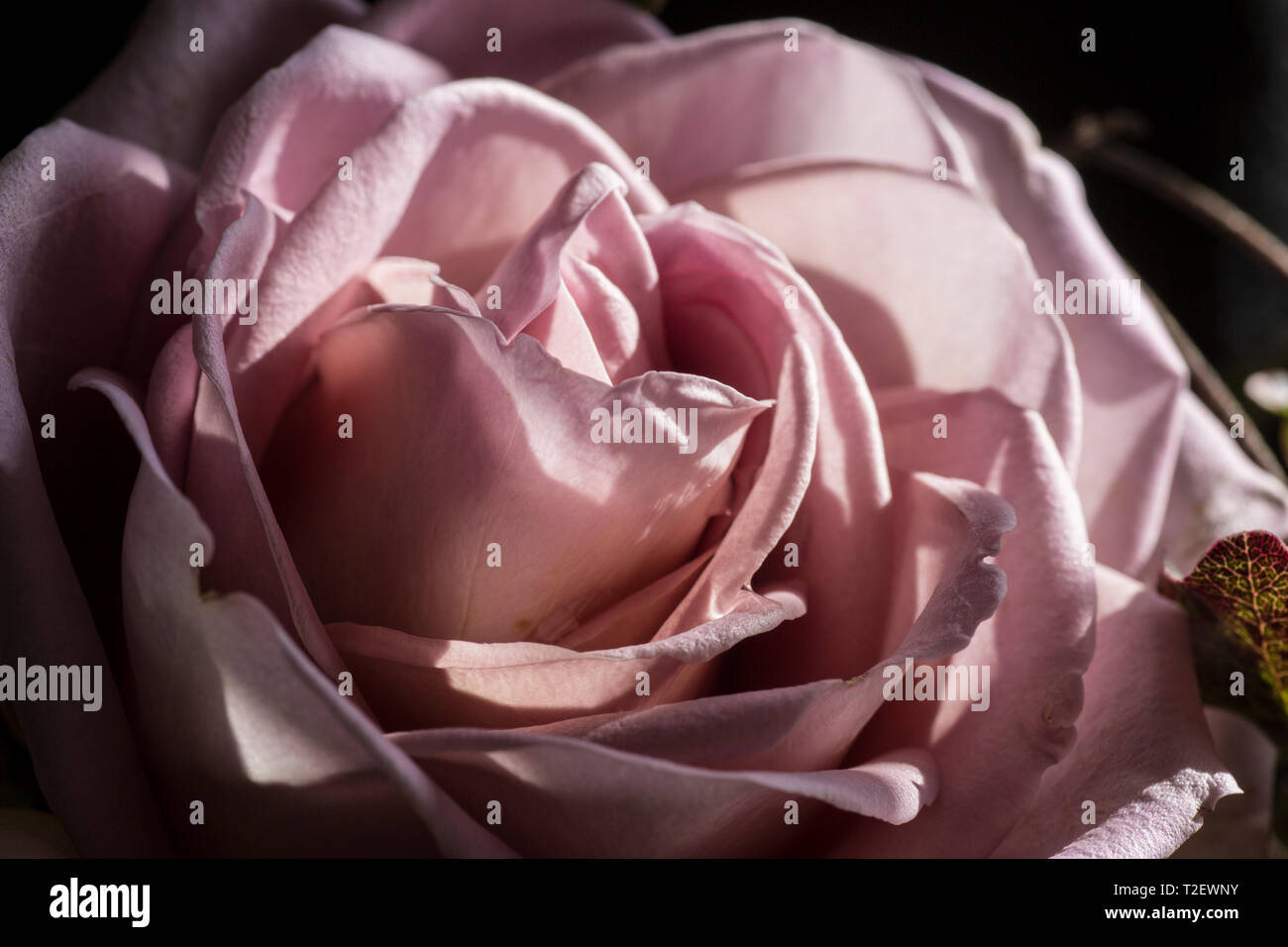 Amnesia The Dark Descent Rose