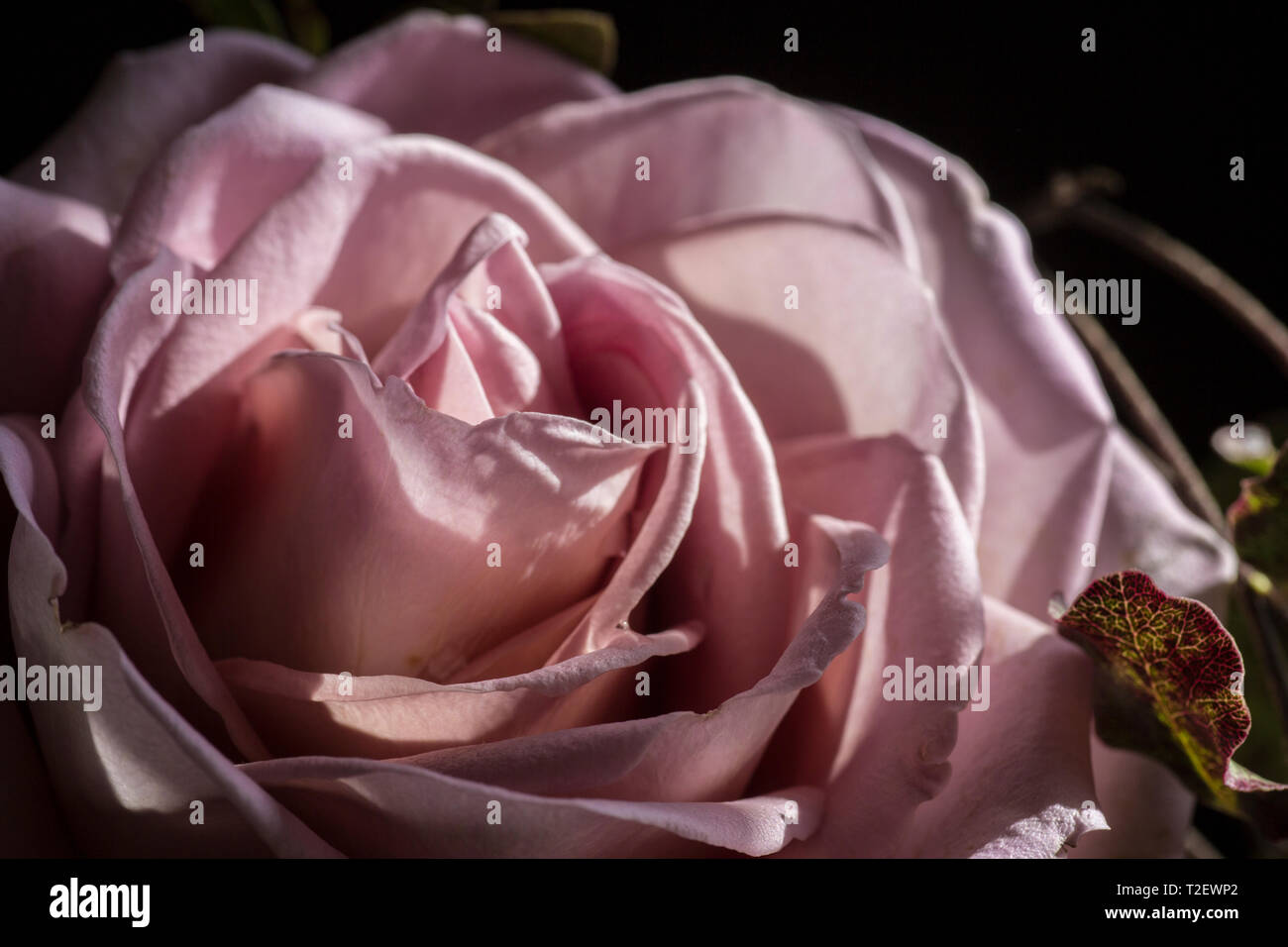 Dusky pink rose hi-res stock photography and images - Alamy